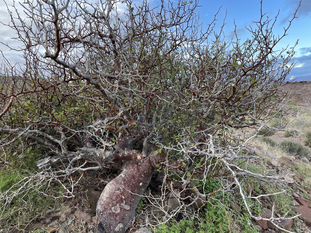 Red Elephant Tree from San Felipe, B.C., Mexico on January 21, 2024 at ...