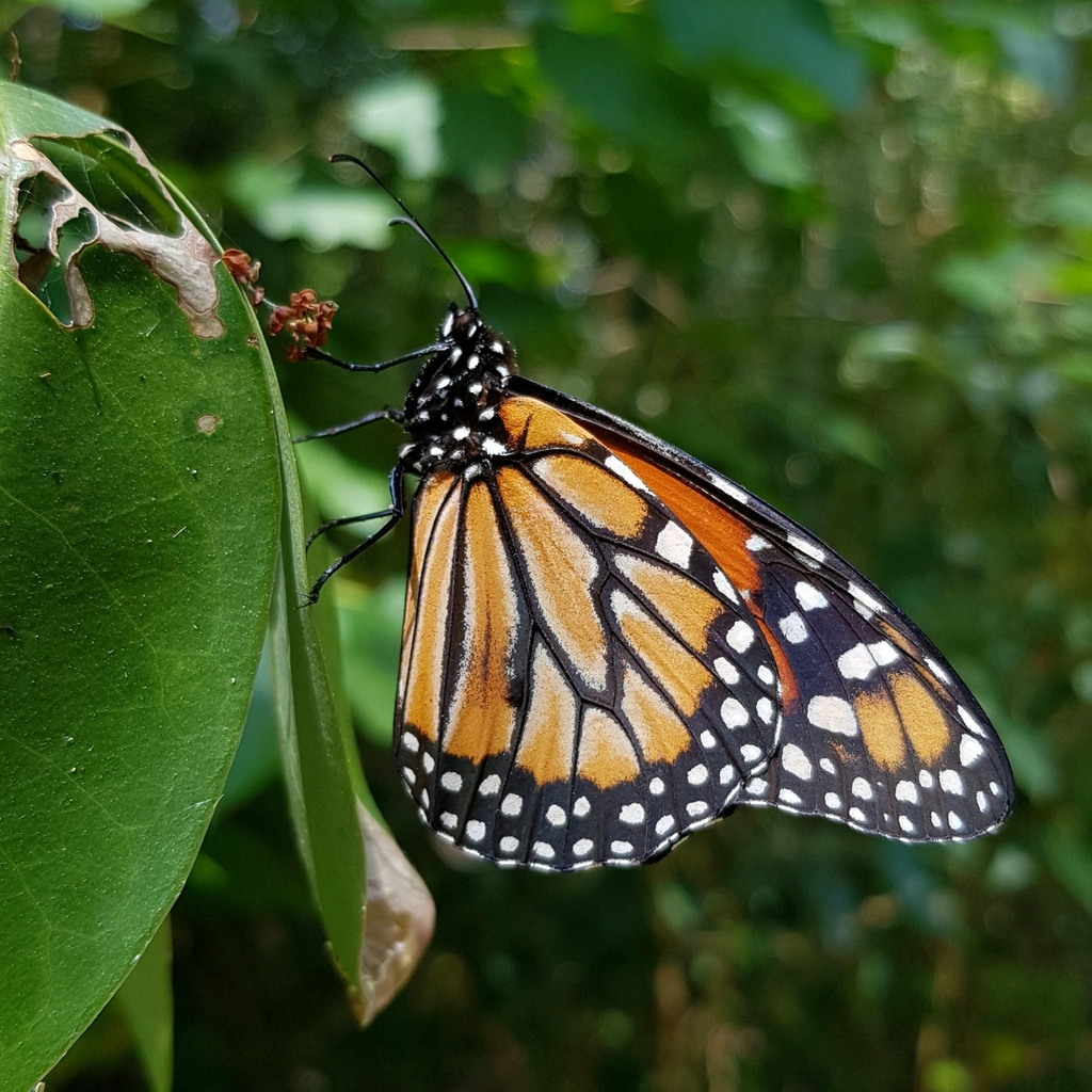 Southern Monarch from Pereyra, Provincia de Buenos Aires, Argentina on ...
