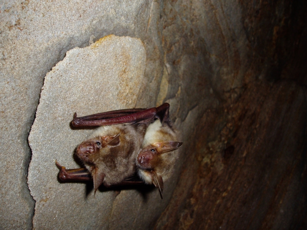 Lesser mouse-eared bat from Vélez-Málaga, Málaga, España on April 17 ...