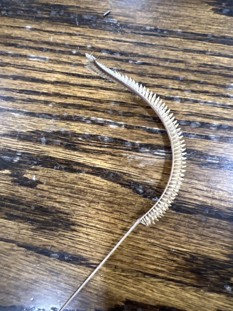 Toothache Grass From Versailles Ct Ocean Springs Ms Us On February 6 2024 At 0317 Pm By