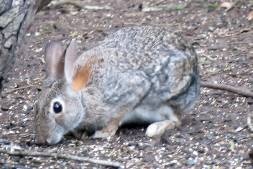 Eastern Cottontail from Weslaco, TX, USA on November 11, 2018 at 10:07 ...
