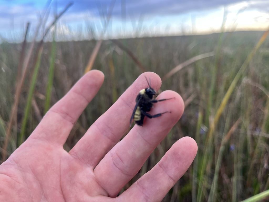 American Bumble Bee from Everglades National Park, Homestead, FL, US on ...
