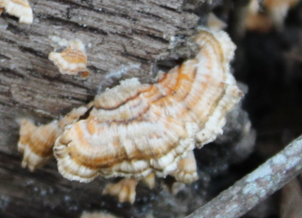 Stereum from Hamilton Park, Tampa, FL, US on February 6, 2024 at 05:35 ...