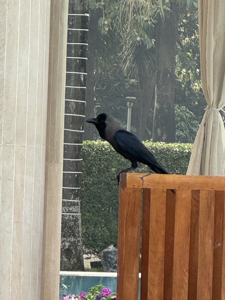 House Crow from Hyatt Regency Exit Road, Bidhannagar, WB, IN on ...