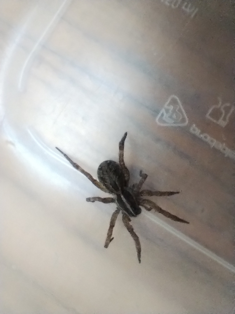 lance wolf spider from Privadas de Anáhuac Sector Irlandes, 66059 Cdad ...