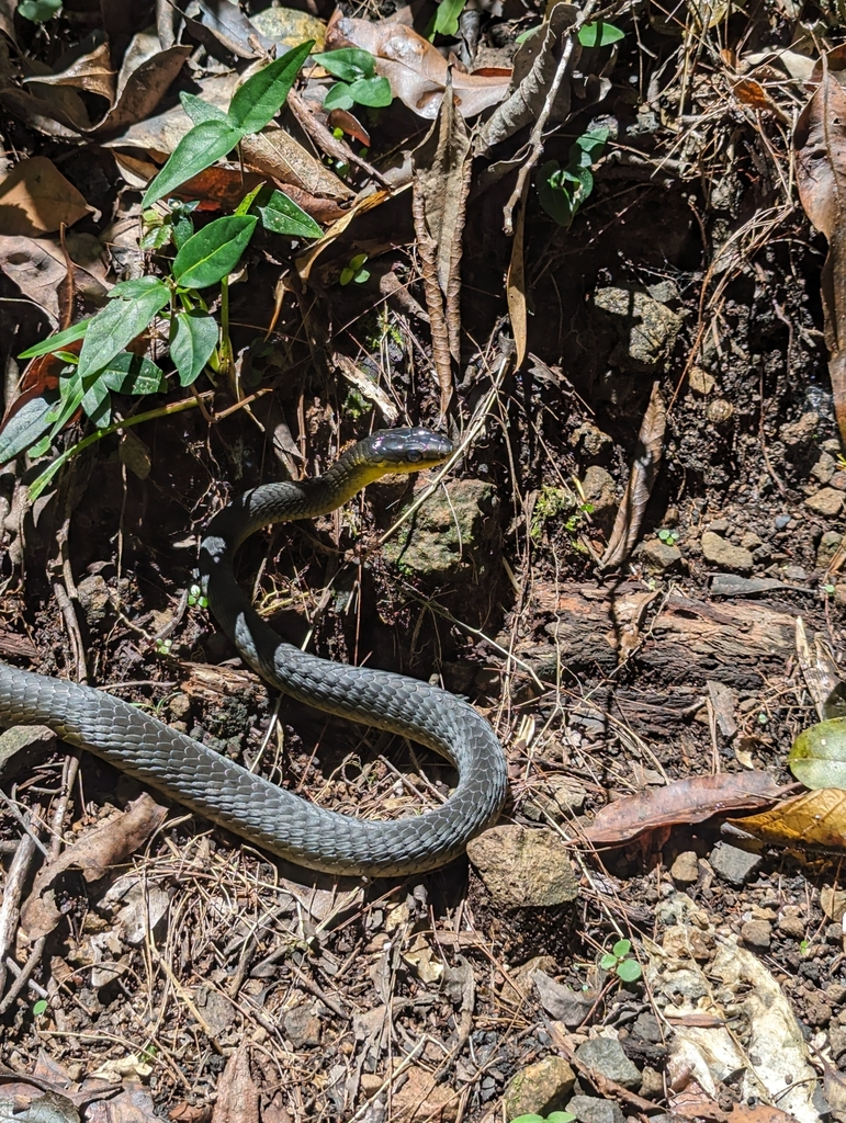 Common Tree Snake from Springbrook QLD 4213, Australia on January 31 ...