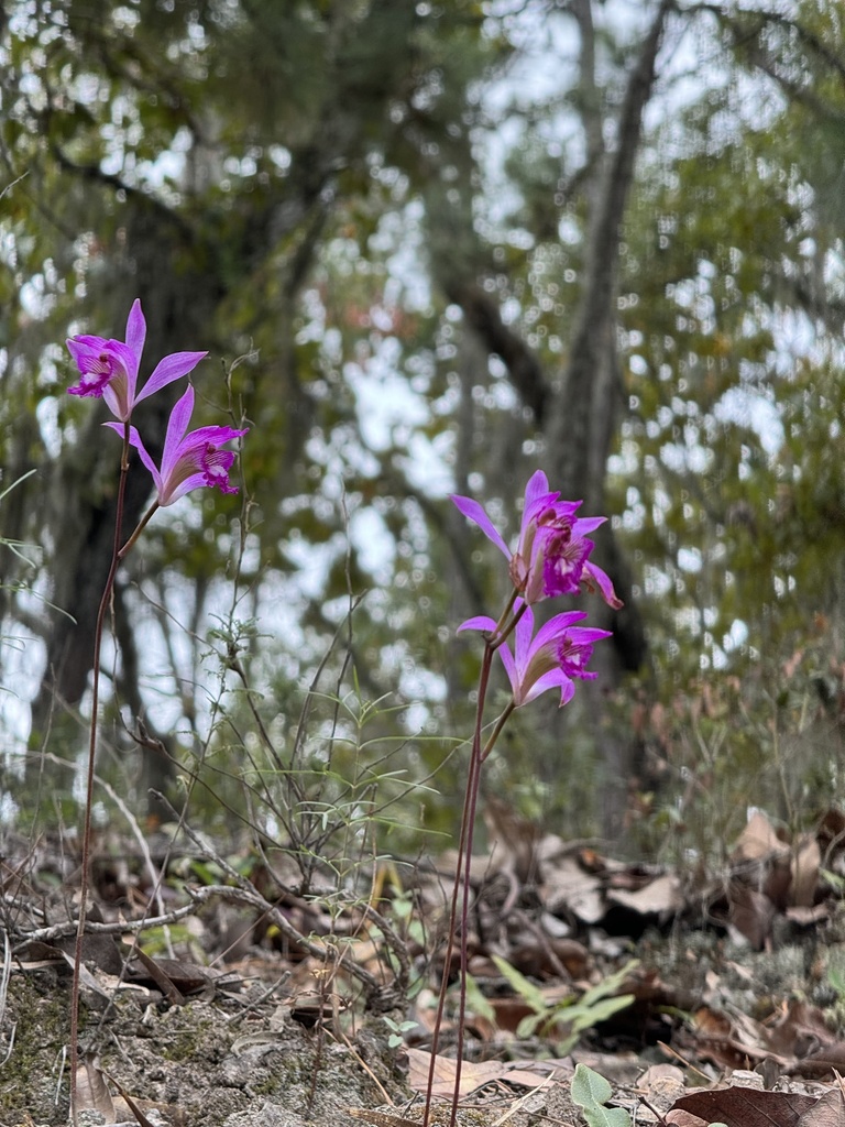 Bletia jucunda from Rioverde, S.L.P., MX on February 6, 2024 at 10:50 ...