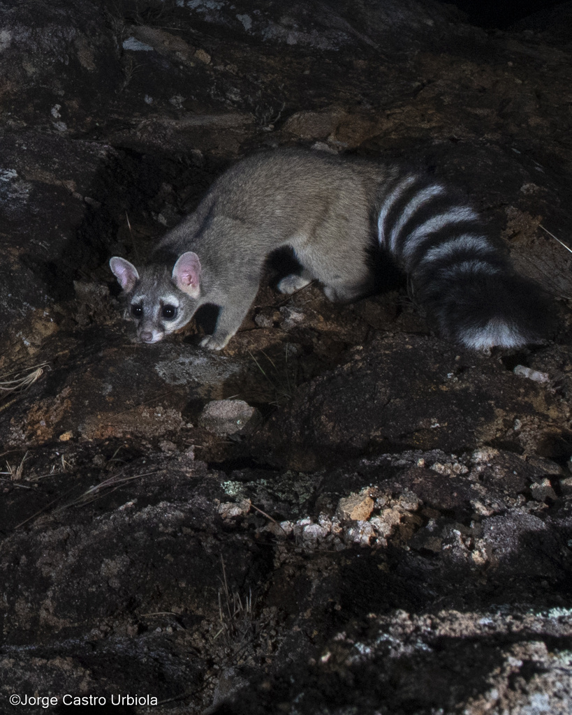 Ringtail from Rioverde, S.L.P., MX on February 6, 2024 at 10:55 PM by ...