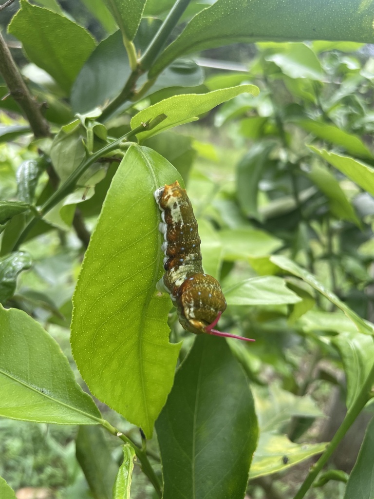 Canopus Swallowtail from Tyagarah, NSW, AU on February 7, 2024 at 03:44 ...