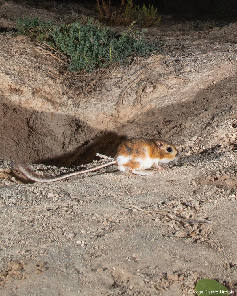 Kangaroo Rats from Rioverde, S.L.P., MX on February 6, 2024 at 10:58 PM ...