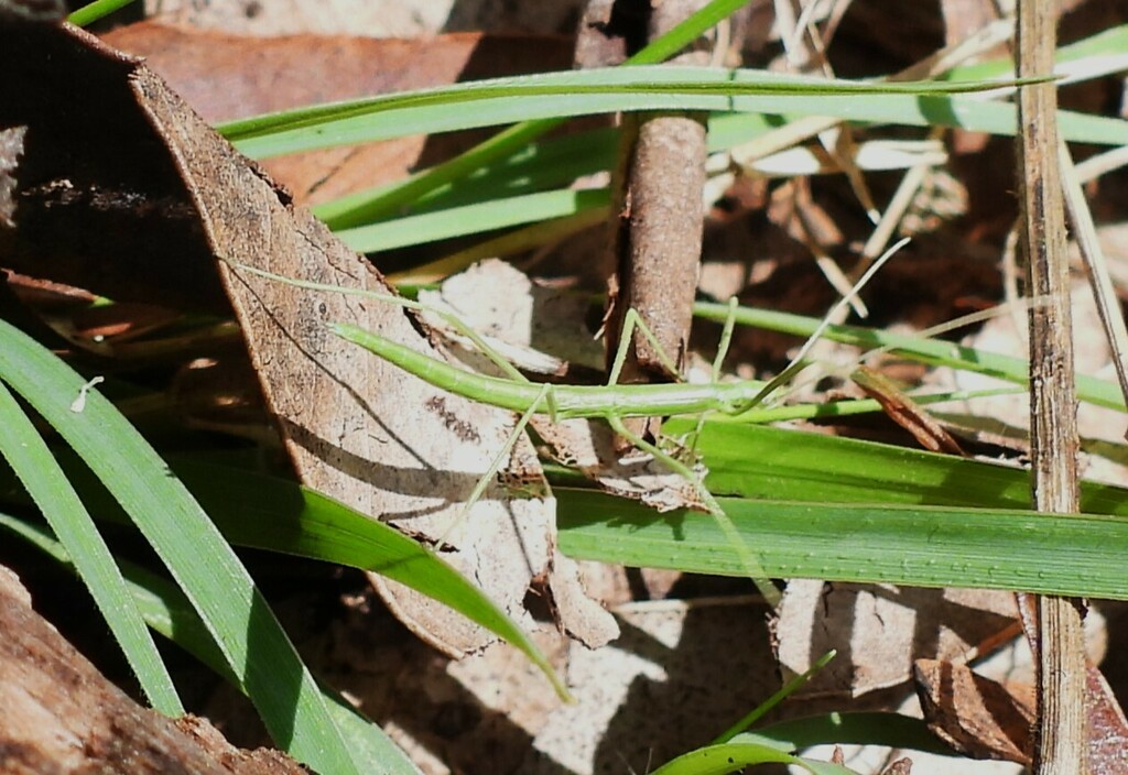 Sydney Stick Insect from Yetholme NSW 2795, Australia on February 7 ...
