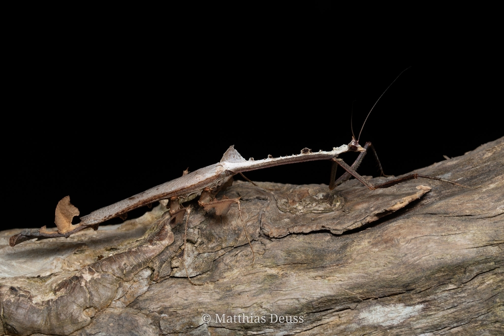 Paratoxodera meggitti from C9FP+CR3, Mu Si, Pak Chong District, Nakhon ...