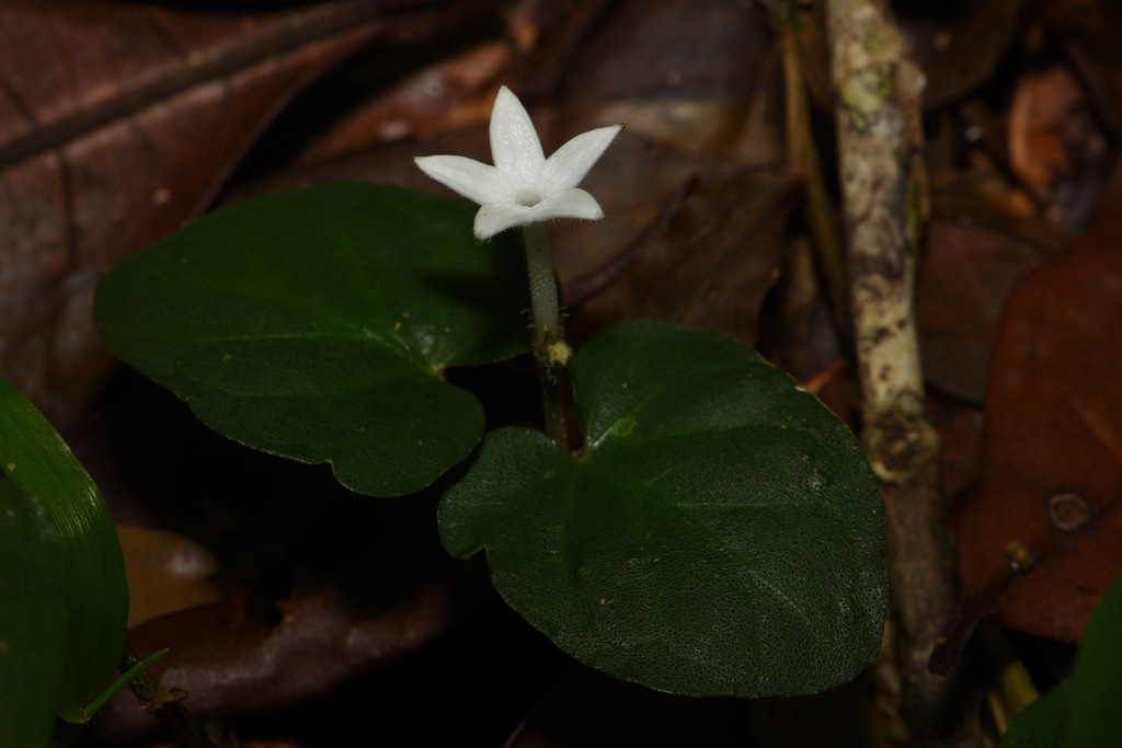 Geophila repens from Syndicate QLD 4873, Australia on February 7, 2024 ...