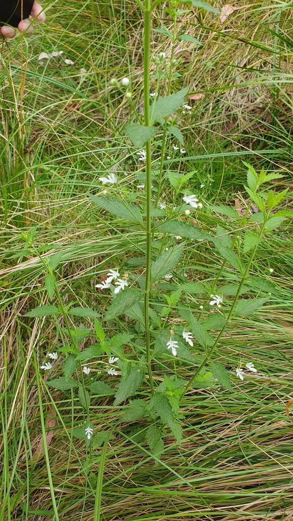 Teucrium corymbosum from Lerderderg VIC 3458, Australia on February 7 ...
