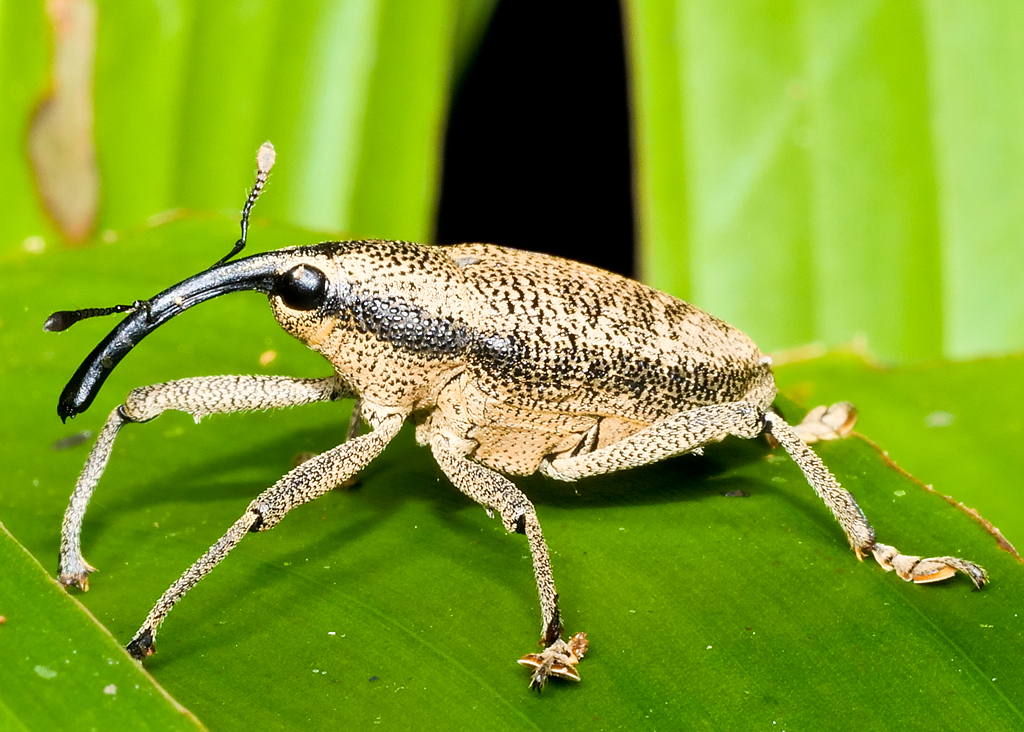 Cholus from Finca Heimatlos Eco Lodge and Farma, Provincia del Pastaza ...
