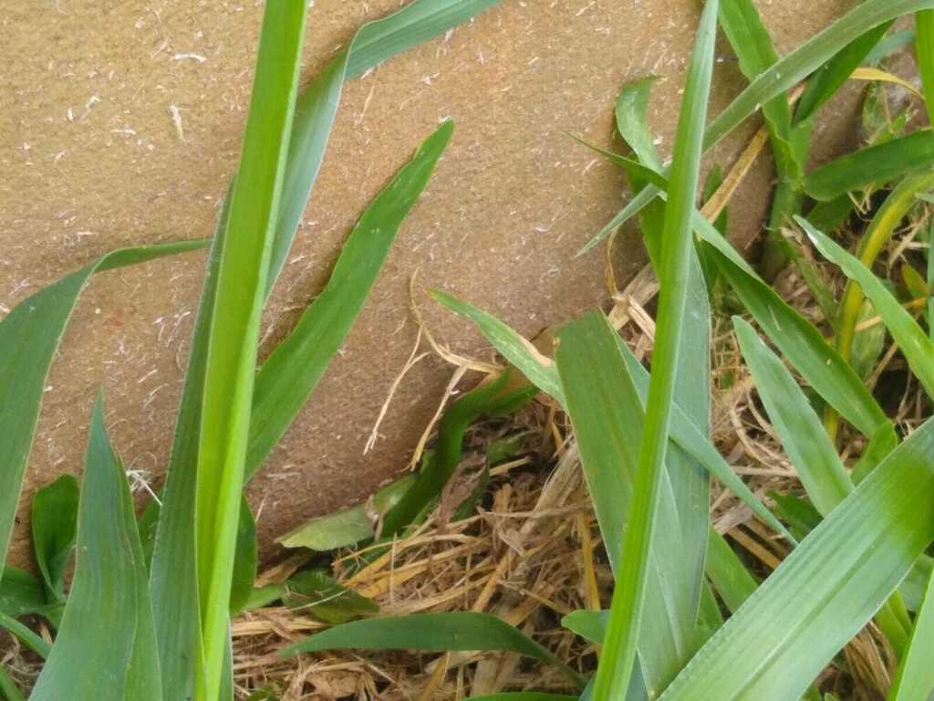 Lichtenstein's Green Racer from Toro Kare, 072509, Paraguay on February ...