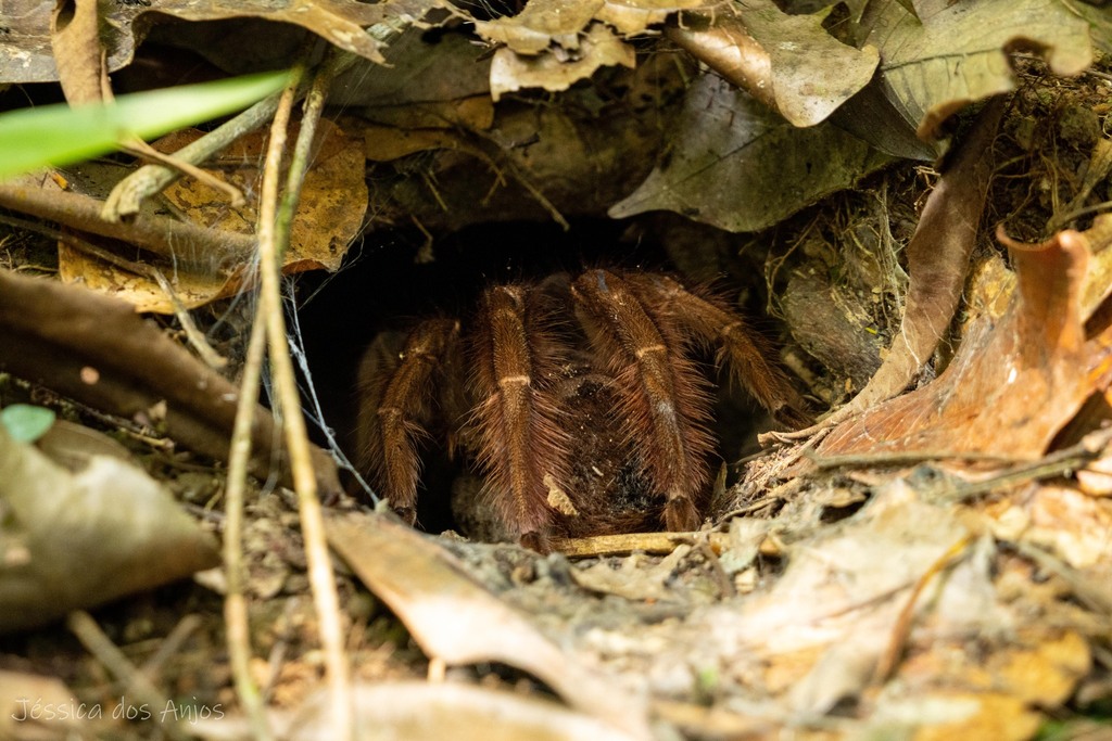 Goliath Birdeater in October 2022 by Jessica dos Anjos · iNaturalist