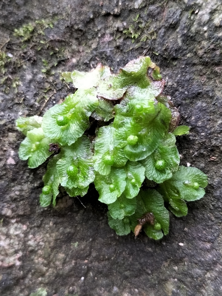 liverworts from 56017 San Giuliano Terme PI, Italia on February 7, 2024 ...