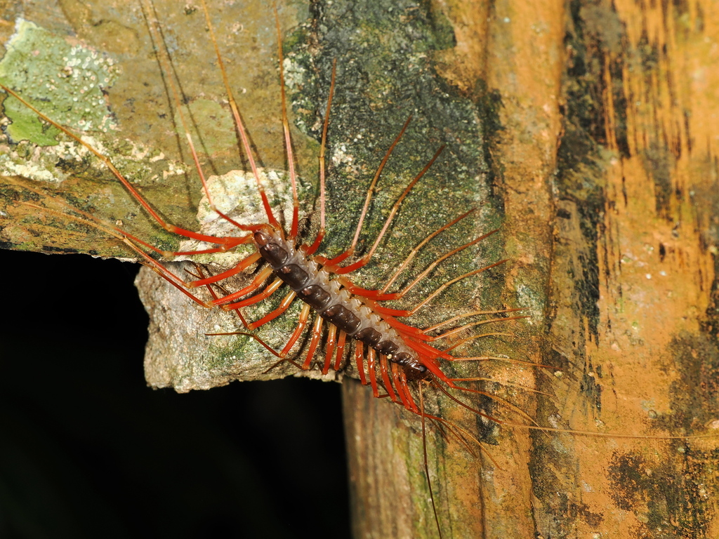 Thereuopoda from 546台灣南投縣仁愛鄉 on February 4, 2024 at 08:20 PM by Chien ...