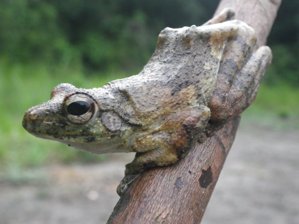 African foam-nest tree frog from Kessala village, Gabon on March 22 ...