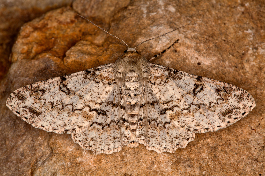 Citrus Looper from 93077 Bad Abbach, Deutschland on July 5, 2012 at 11: ...