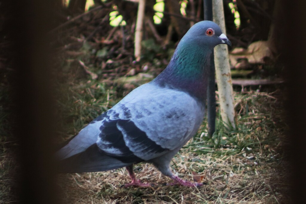 Feral Pigeon from Oil City, PA 16301, USA on February 7, 2024 at 02:57 ...