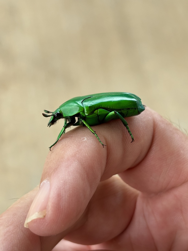 Ischiopsopha wallacei from Lockhart River Airport, Lockhart River, QLD ...