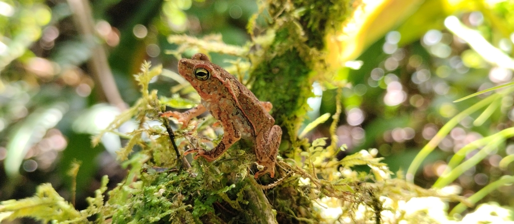 Beaked Toads from 83HJ+RX9, Ecuador on September 12, 2023 at 09:32 AM ...