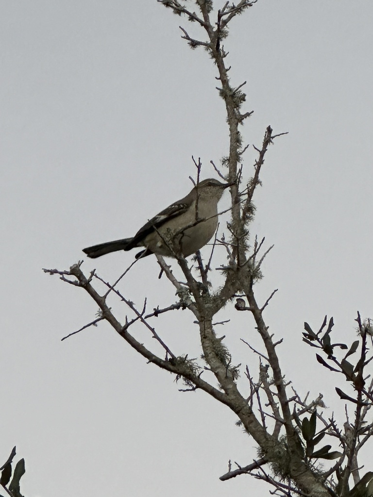 Northern Mockingbird from Florida Gulf Coast University, Fort Myers, FL ...
