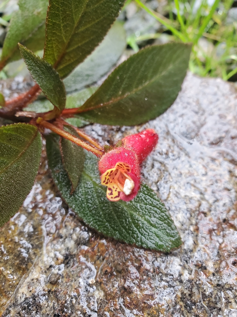 Pearcea purpurea from Valladolid, Ecuador on February 7, 2024 at 09:48 ...
