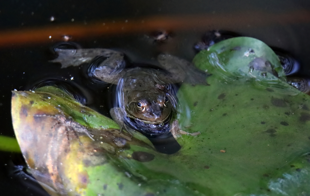 Pig Frog from Corkscrew, FL, USA on January 27, 2024 at 09:27 AM by ...