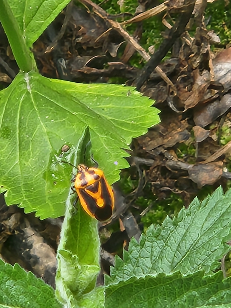 Horehound Bug from Speers Point NSW 2284, Australia on February 6, 2024 ...
