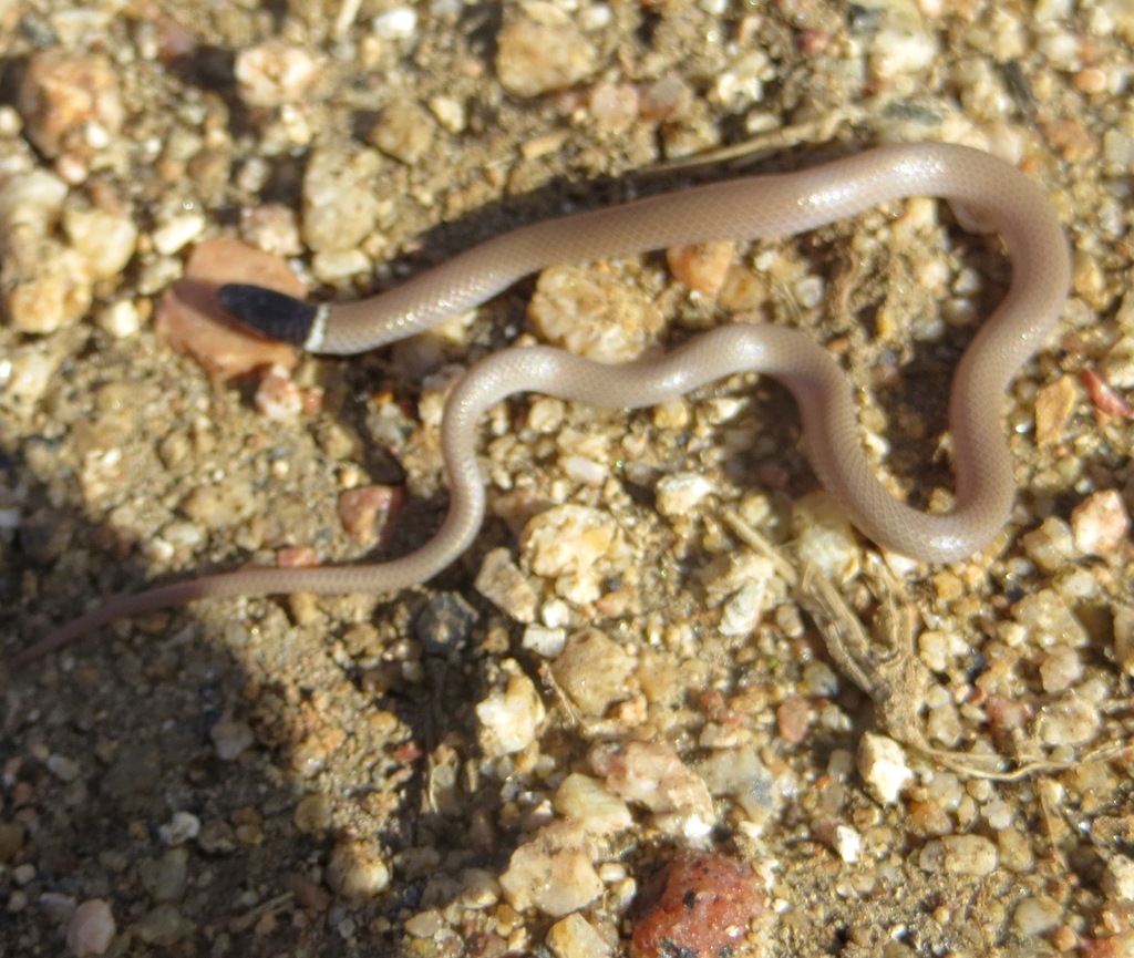 Western Black-headed Snake in December 2013 by Brian Hinds · iNaturalist