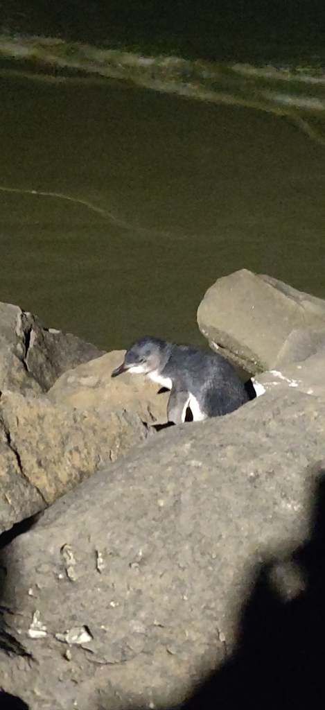South Island Little Penguin from Timaru Port, Timaru 7910, New Zealand ...