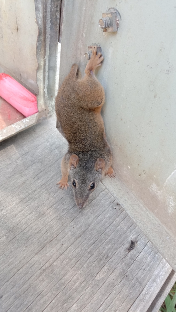 Yellow-footed Antechinus from Back Valley SA 5211, Australia on January ...