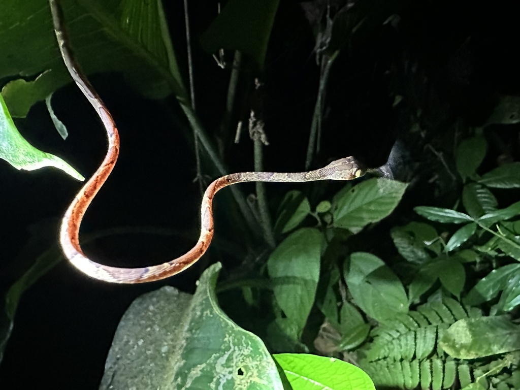 Common Blunt-headed Tree Snake from San Ramon, Alajuela, CR on February ...