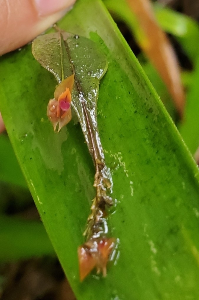 Lepanthes ejecta from Valladolid, Ecuador on February 7, 2024 at 11:36 AM by Elizabeth Días ...