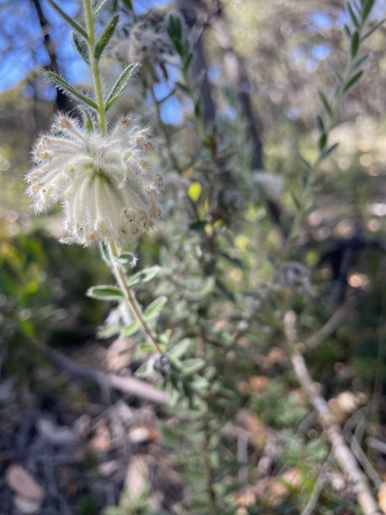 Woolly Rice-flower from Spring Mount Conservation Park, Inman Valley ...