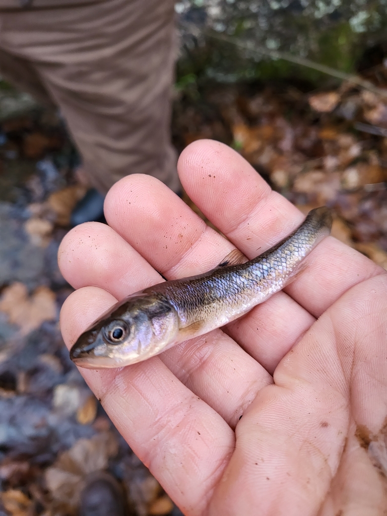 Something on December 1, 2023 at 09:14 AM by Nathaniel Eachus · iNaturalist