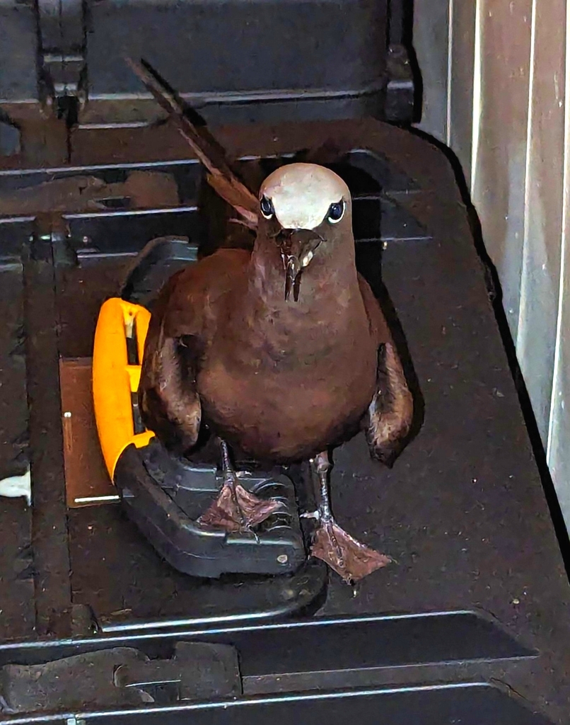Brown Noddy from 7CR8+WFM, Pā'ea, French Polynesia on February 6, 2024 ...