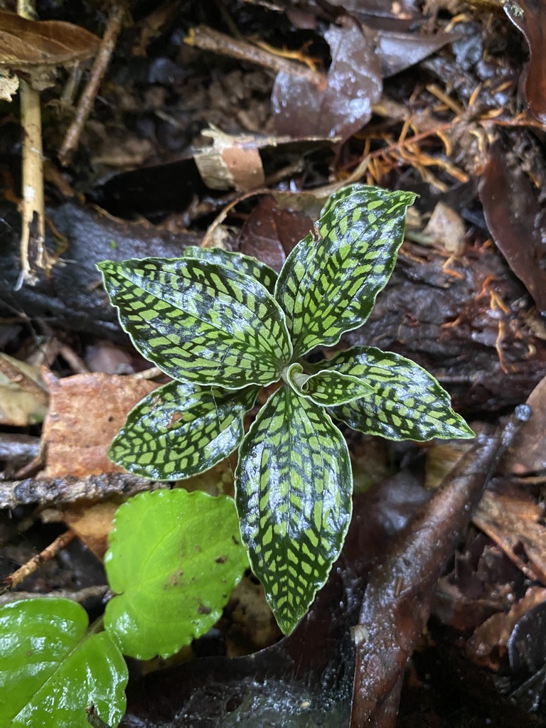 Microchilus tessellatus from Turrialba, Cartago, CR on February 7, 2024 ...