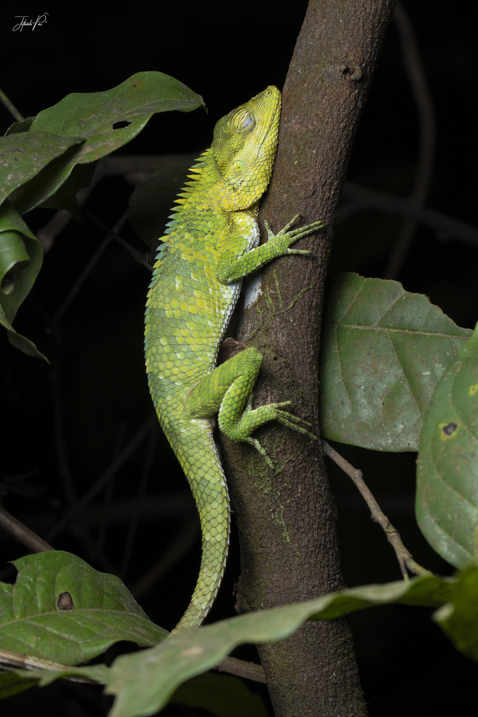 Nilgiri Forest Lizard from Mala village, 300m from Sri Kalakama ...