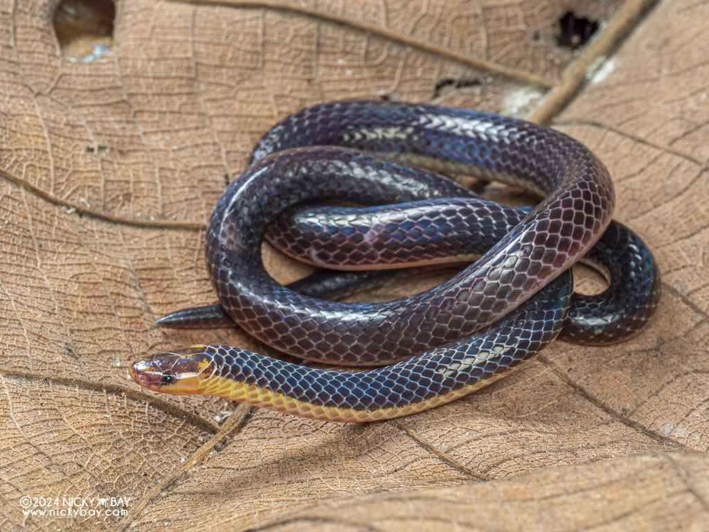 Pink-headed Reed Snake from Penang Island, Penang, Malaysia on January ...