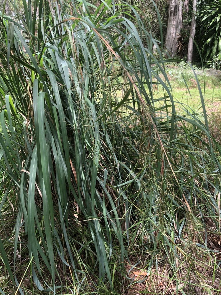 thatching grass from Firtree St, Capalaba, QLD, AU on February 8, 2024 at 10:15 AM by Georgie ...