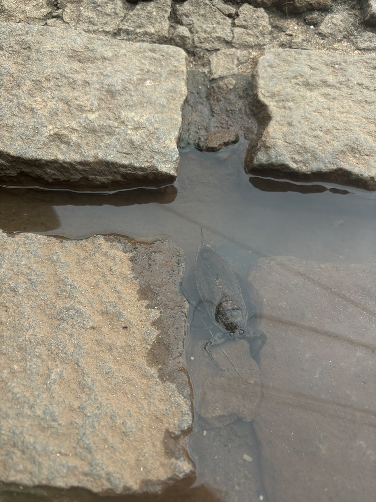 Madagascan Giant Water Bug from Madagascar, Antananarivo, MG on ...