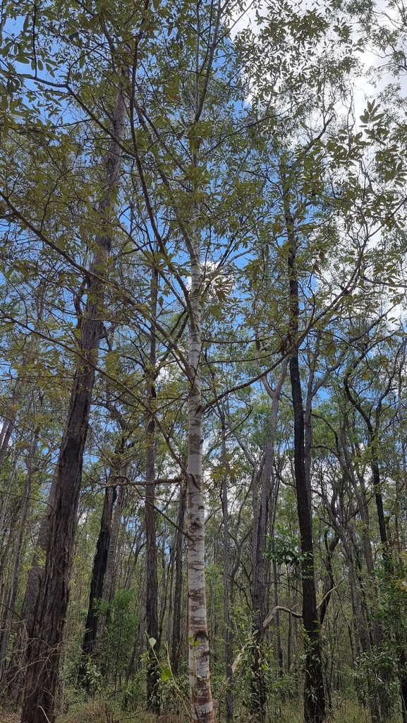 Red Ash from Corndale QLD 4610, Australia on February 5, 2024 at 10:55 ...