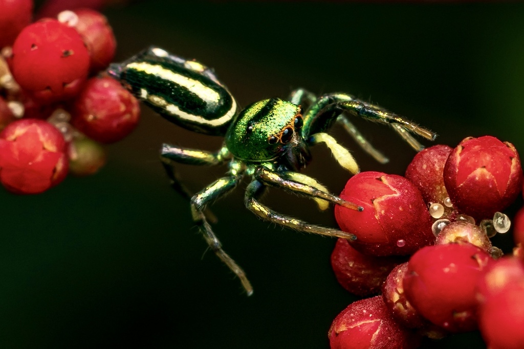 Iridescent Jumping Spiders from Central Catchment Natural Reserve, SG ...
