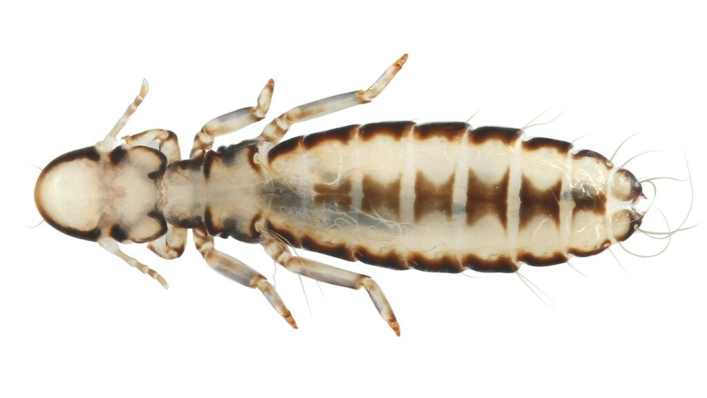 Poultry Wing Louse from Weishan Yi and Hui Autonomous County, Dali ...