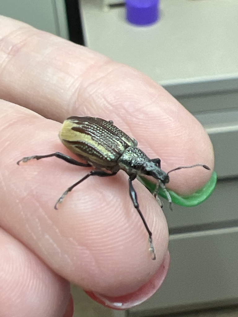 Diaprepes Root Weevil from Savannah/Hilton Head International Airport ...