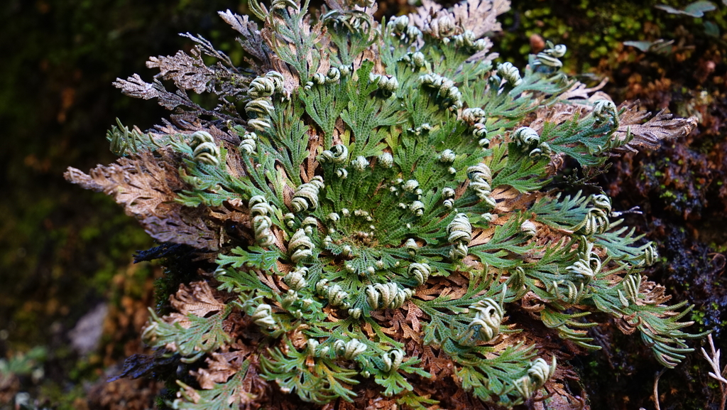 resurrection plant from Nácori Chico, Son., México on February 4, 2024 ...
